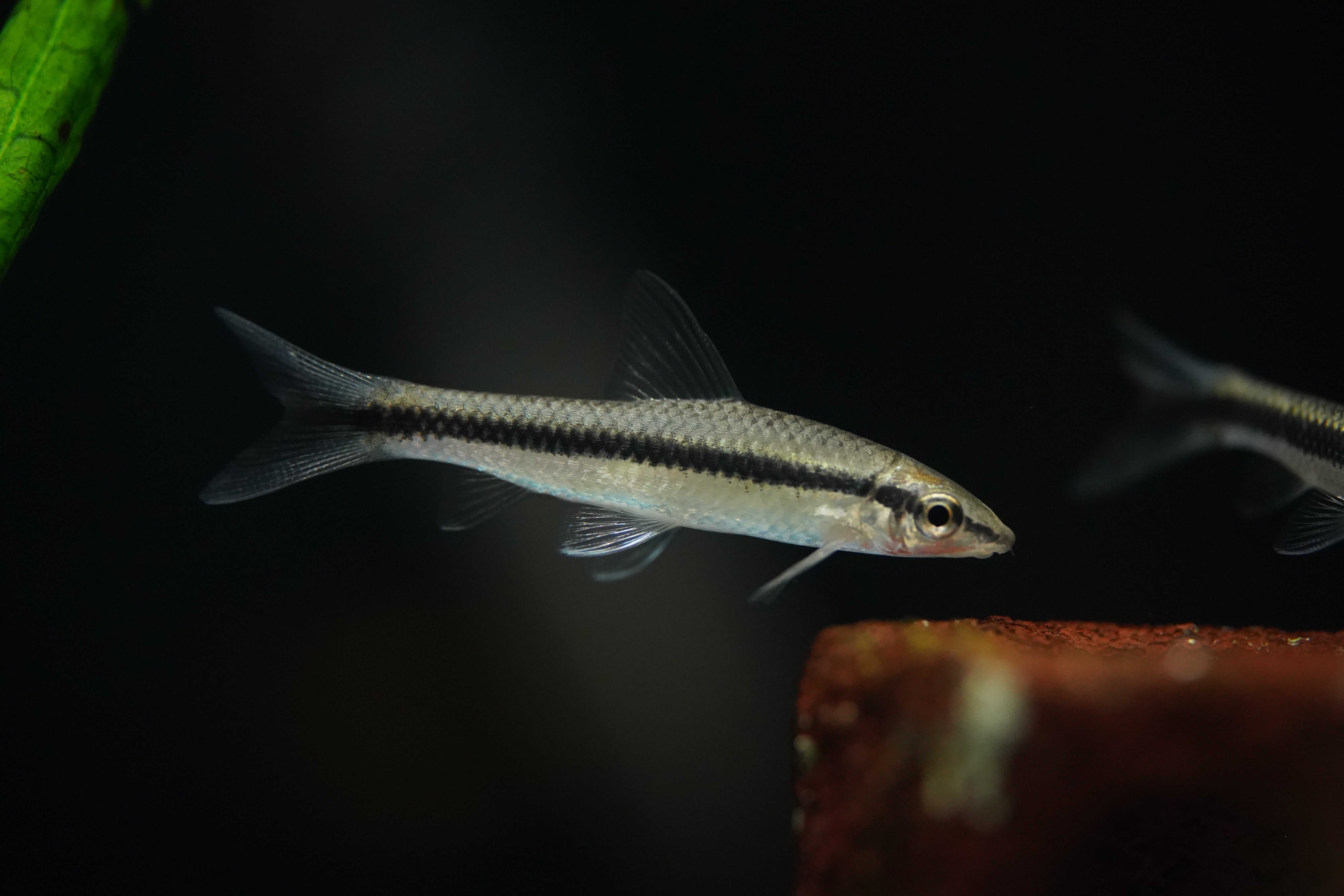 Siamese Algae Eater – Newtown Aquarium AU