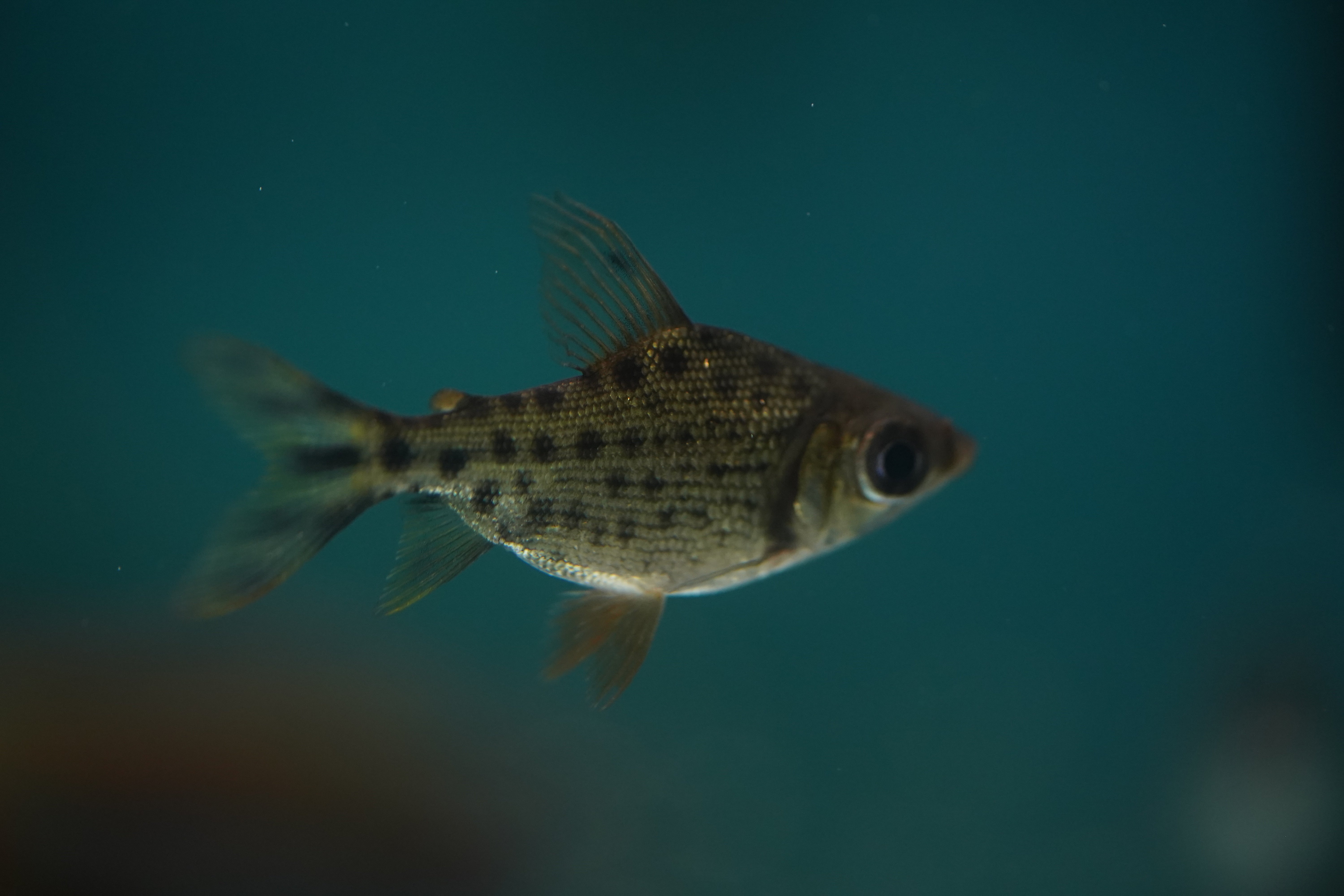 Red Flagtail – Newtown Aquarium AU