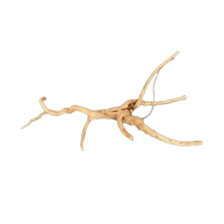 DYMAX TWEETY WOOD – NANO – Newtown Aquarium AU